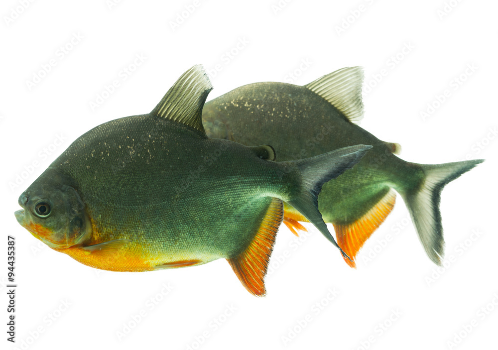 tambaqui fish group isolated on white shallow deep of field studio ...