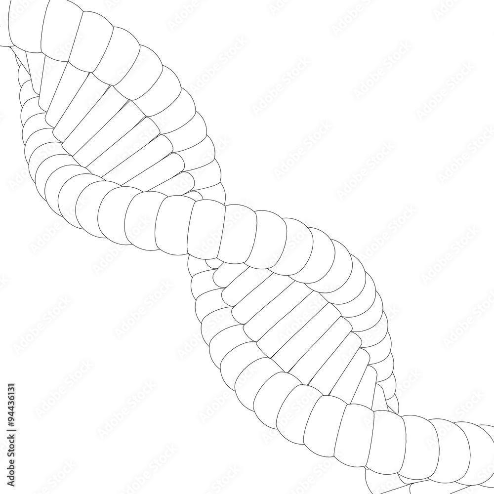 Sketch the structure of DNA Stock Vector | Adobe Stock