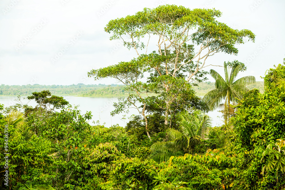 dense and distinctive vegetation in amazonian tub color colour plant ...