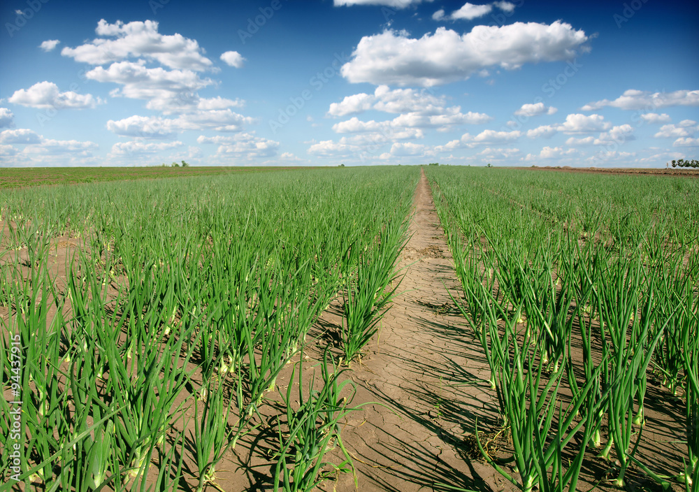 onion field Stock Photo | Adobe Stock
