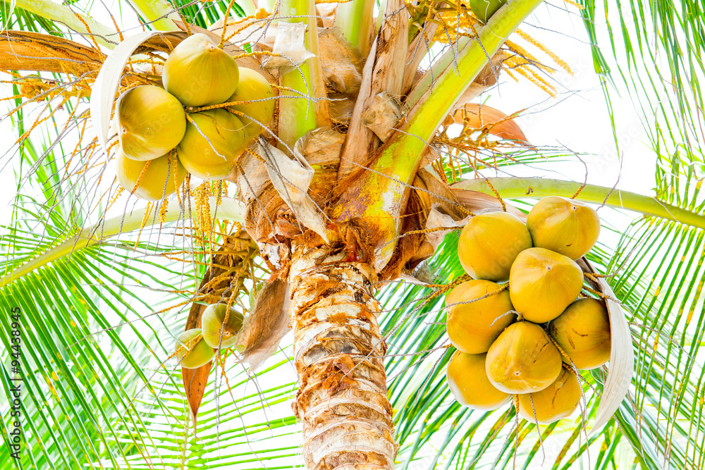 coconut tree with ripe fruits trip vine tree white summertime fruit ...
