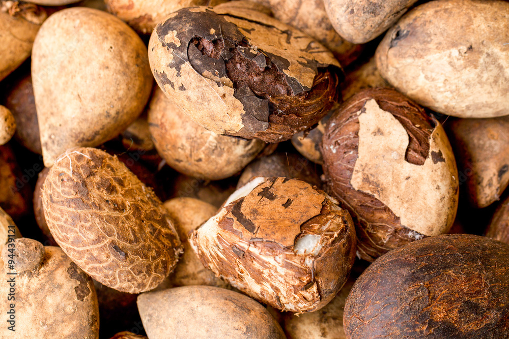 A small, nut-like fruit called tagua from the ivory palm tree in ...