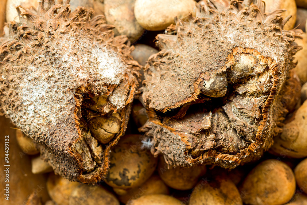 palm ivory seed phytelephas ivory nut fruit used for crafting ...