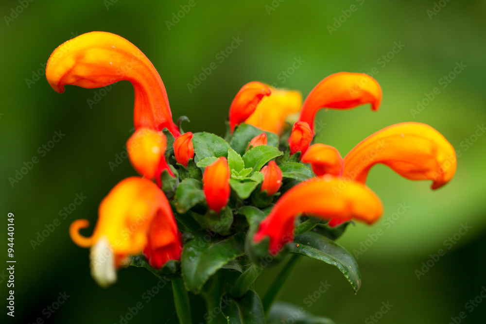 A vibrant orange Aeschynanthus plant in the lush Amazonian rainforest ...