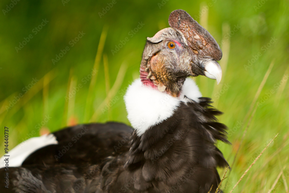 condor the andean condor is a massive black predator with a ruff of ...