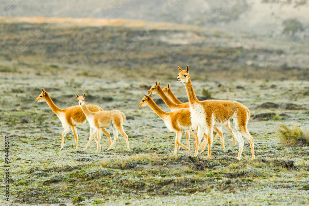The vicugna,a wild South American camelid,thrives in the high alpine ... The vicugna,a wild South American camelid,thrives in the high alpine ...