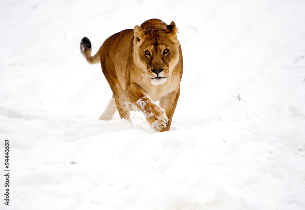 Rare and captivating scene of a lioness joyfully playing in the snow,a ...