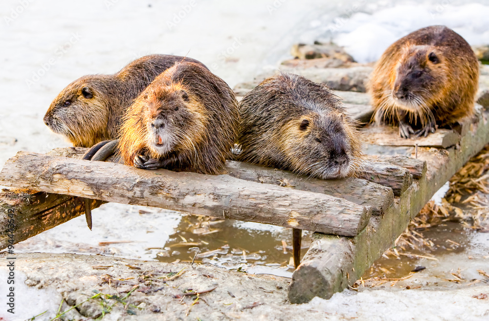 A family of beavers and mice gather in the snowy woods, their sharp ...