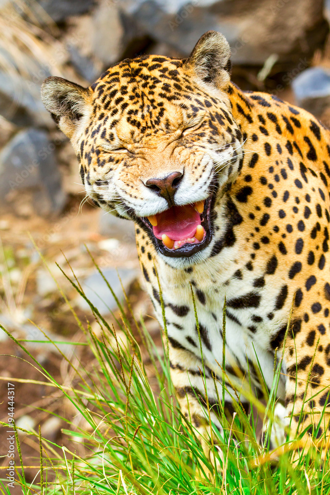 A funny jaguar face in Ecuadorian Amazonia, hunting with amusing ...