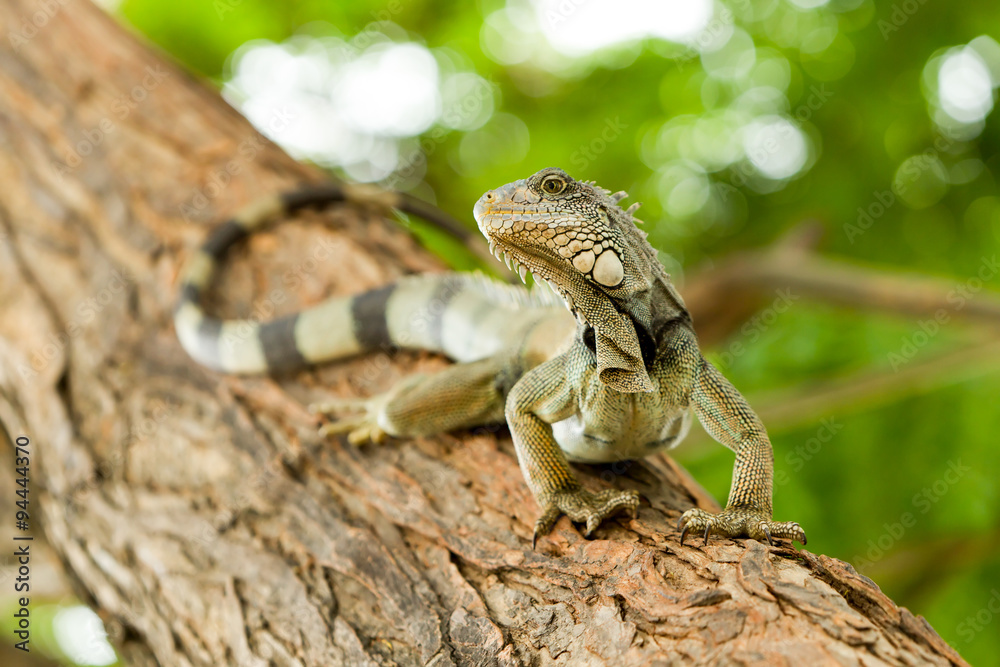 Discover the captivating sight of a magnificent,large female iguana ...