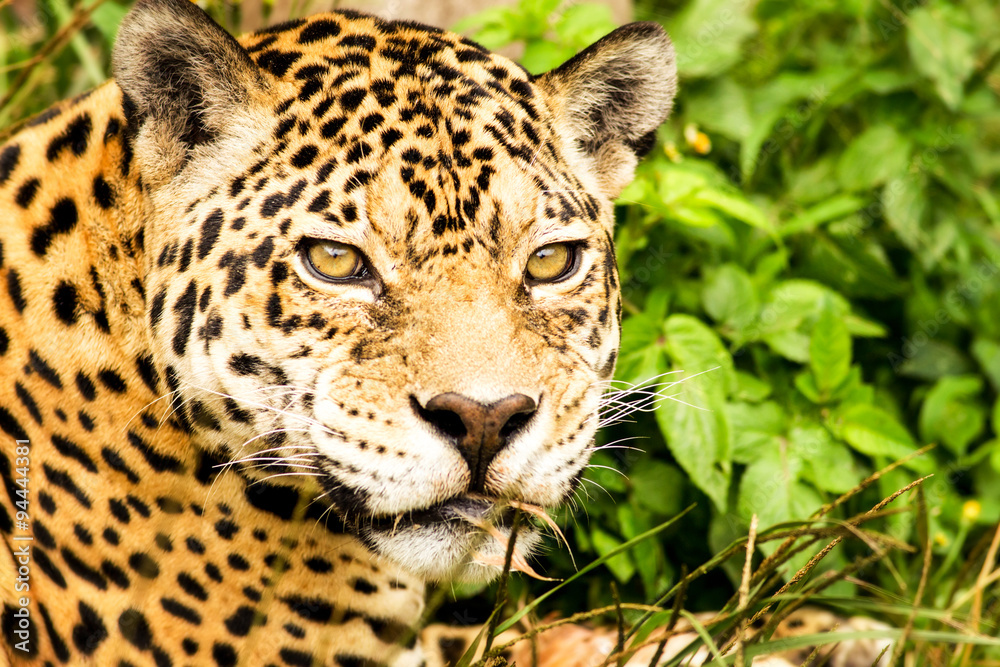 Capture the stunning close range headshot of a jaguar epitomizing the ...