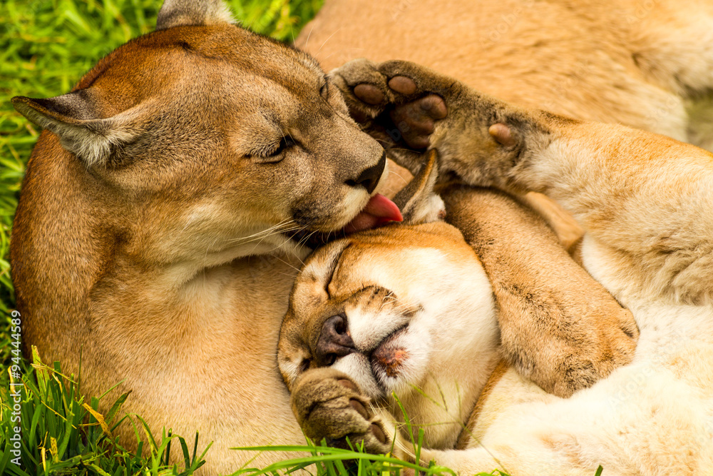 A loving pair of wild pumas, a male and female, standing together in ...