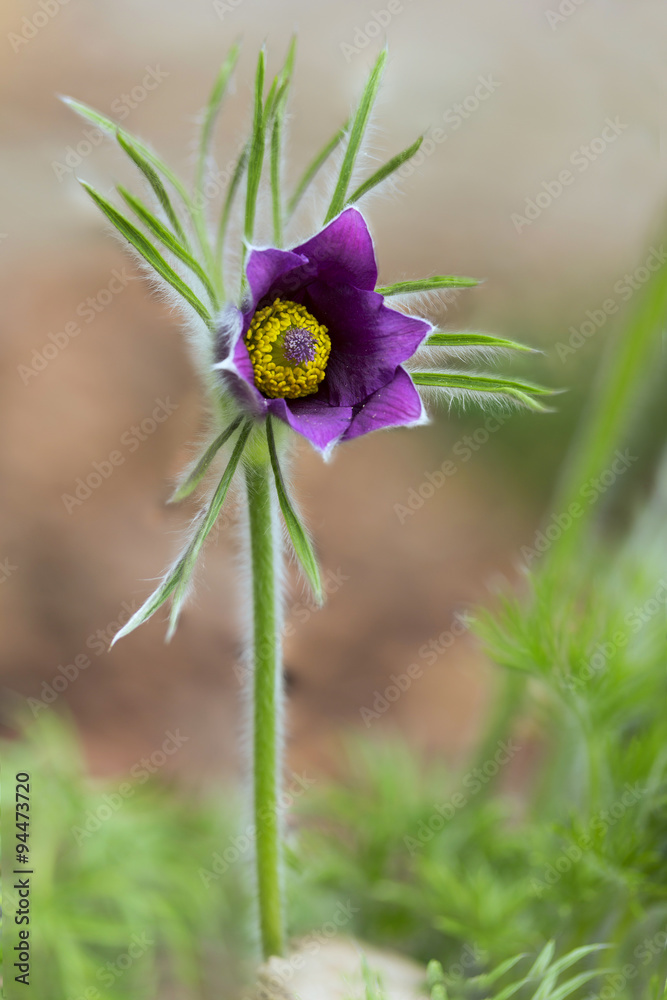 Pasque flower (Pulsatilla vulgaris). Also known as pasqueflower, common ...