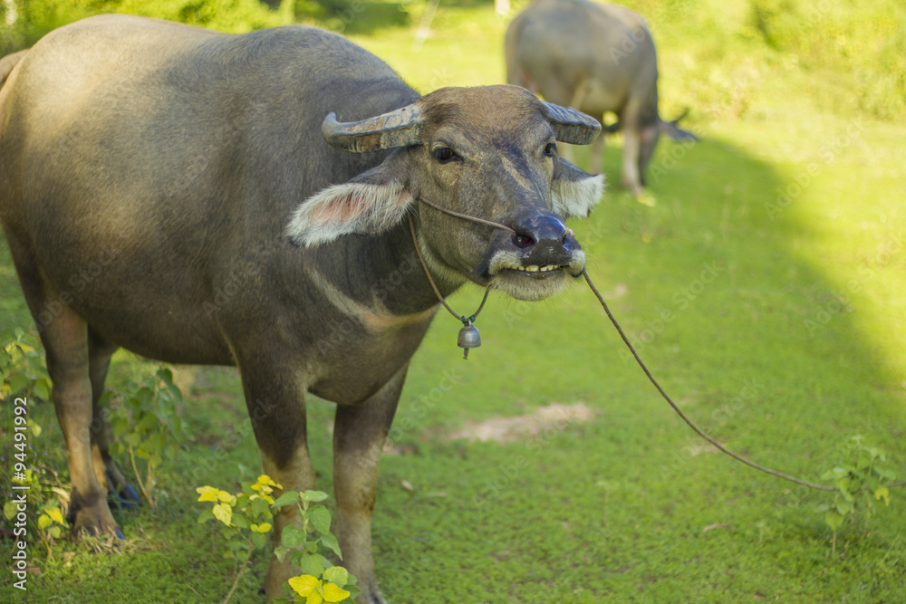 Water buffalo.Green.animal.buff.cattle.livestock.living creature Stock ...