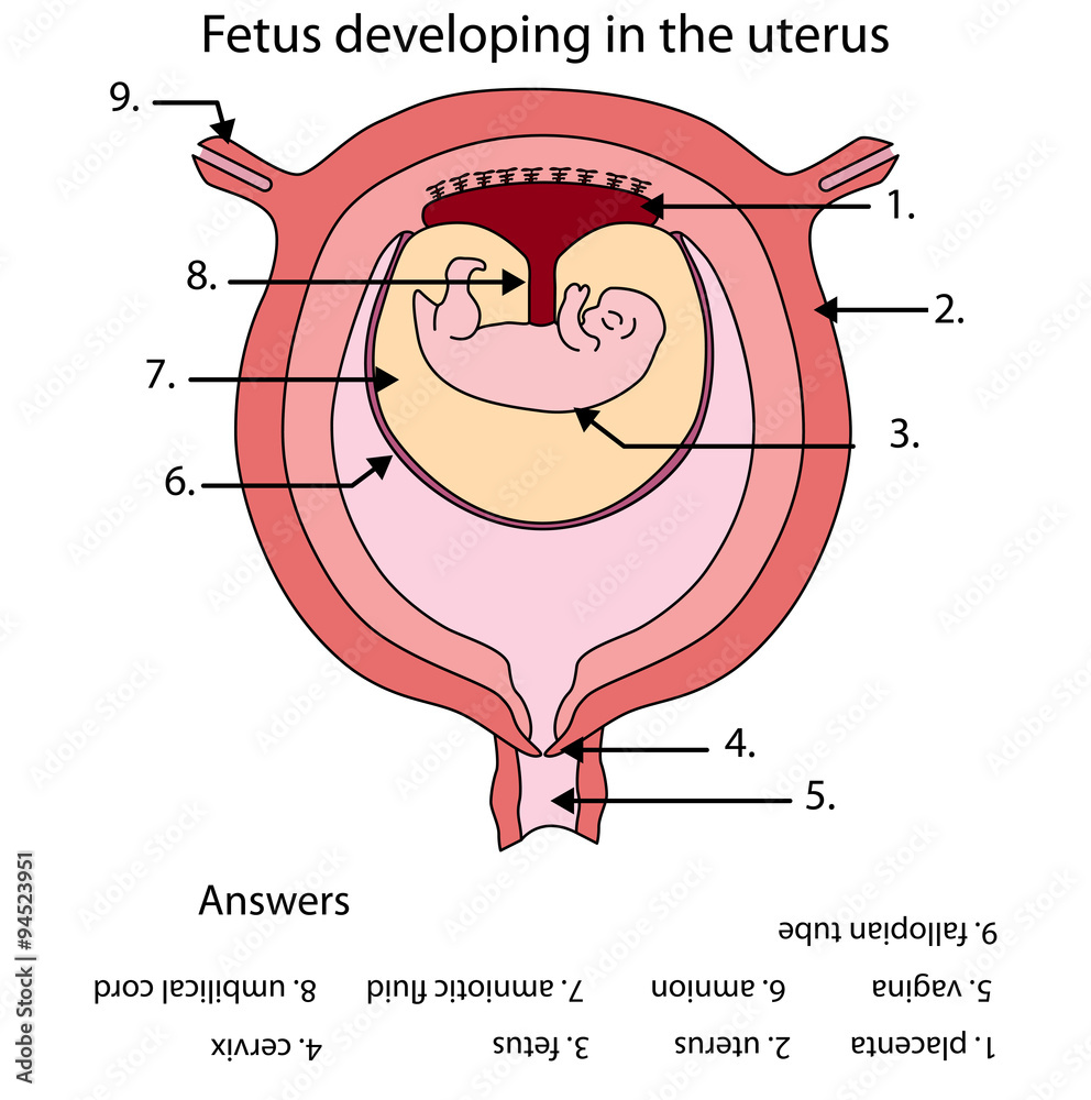 Fully labeled diagram of fetus developing in the uterus Stock Vector ... Fully labeled diagram of fetus developing in the uterus Stock Vector ...