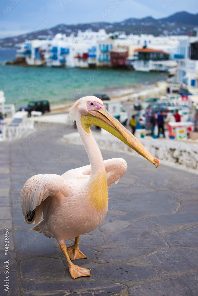 Poster Petros the Pelican of Mykonos with Little Venice at background ...
