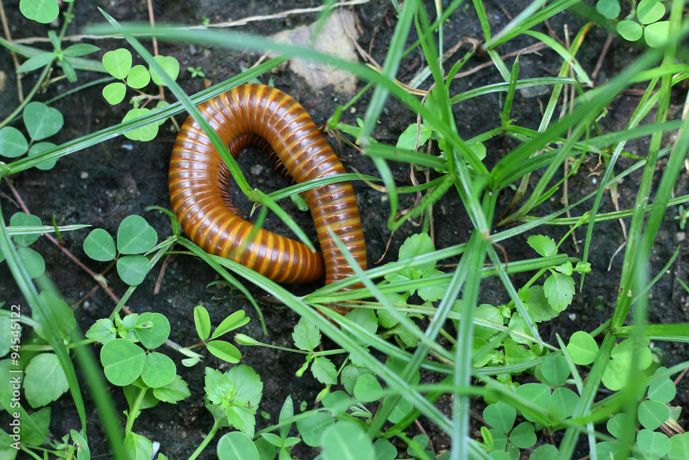 Millipedes / A picture of millipedes Stock Photo | Adobe Stock
