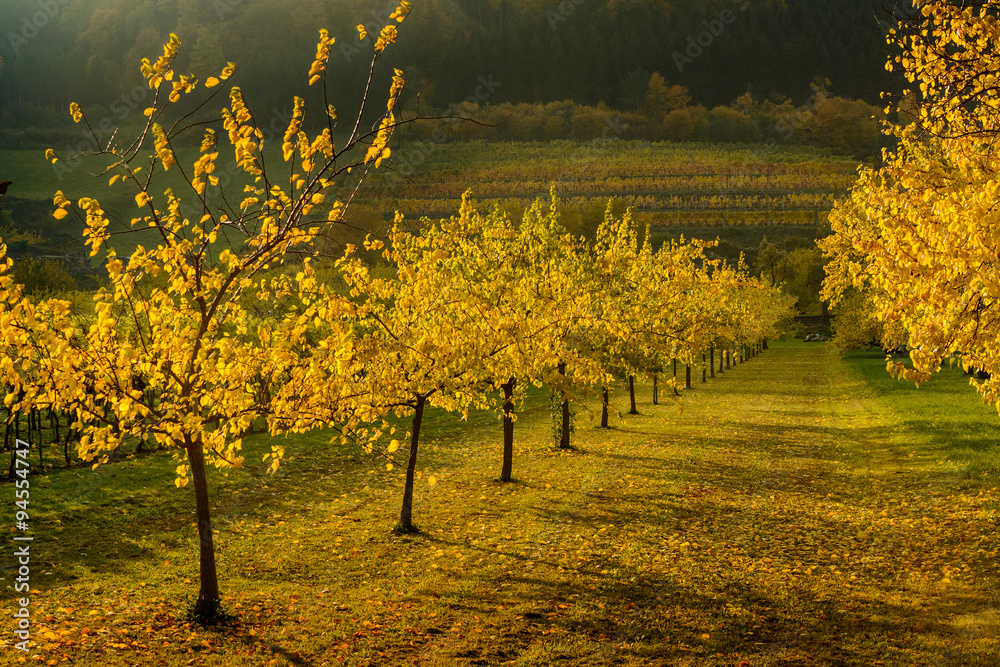 Herbstlicher Marillenbaumgarten Stock-Foto | Adobe Stock