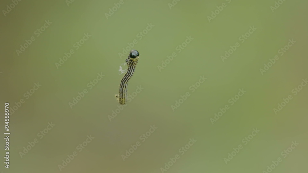 A small green moth hanging on the air and wiggles. The moth is wiggling ...