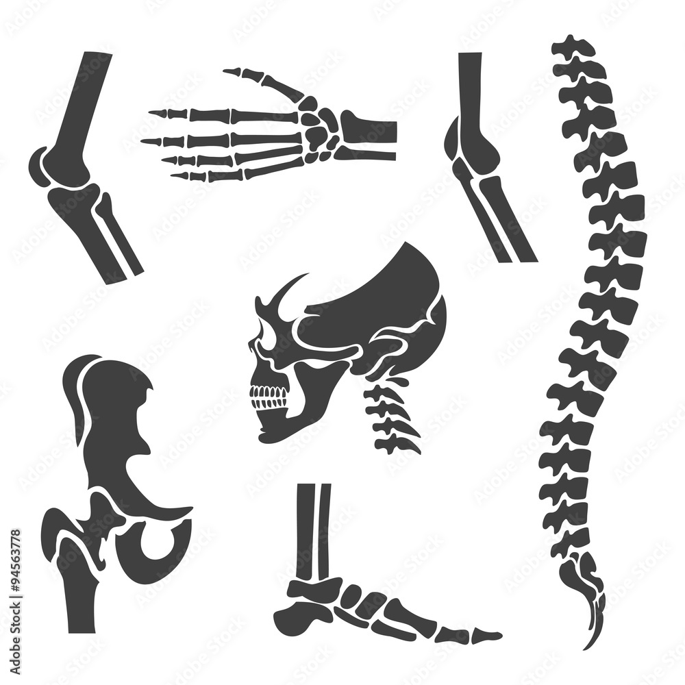 Human joints vector set. Orthopedic and spine symbols Stock Vector ...