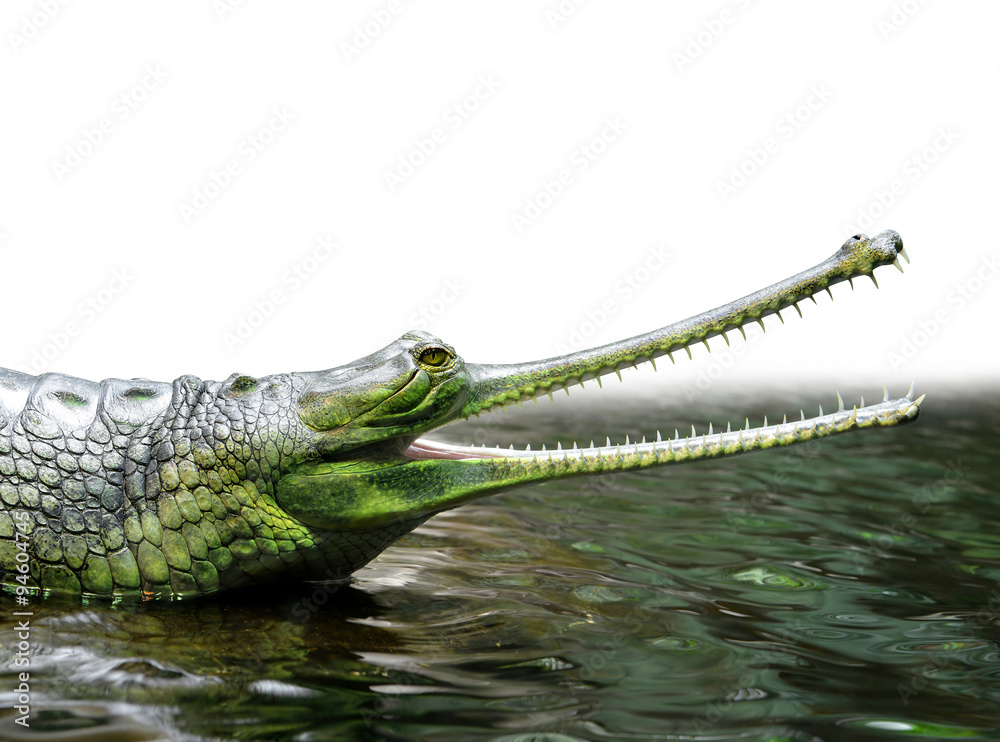 Gharial (also known as the gavial, and the fish-eating crocodile) Stock ...