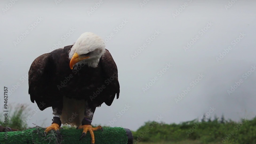 Eagle Stretches Wings And Squawks Stock Video | Adobe Stock