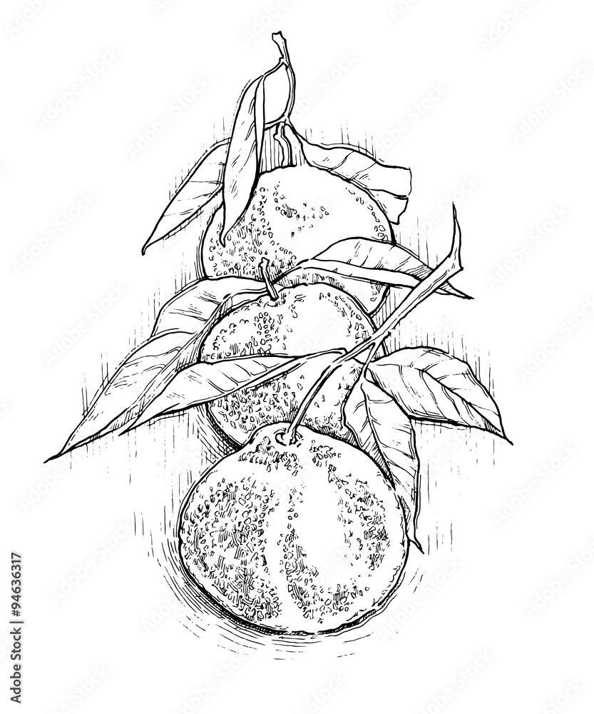 Mandarin, vector hand drawing Stock Vector | Adobe Stock