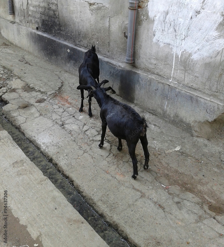 Two goats are fighting Stock Photo | Adobe Stock