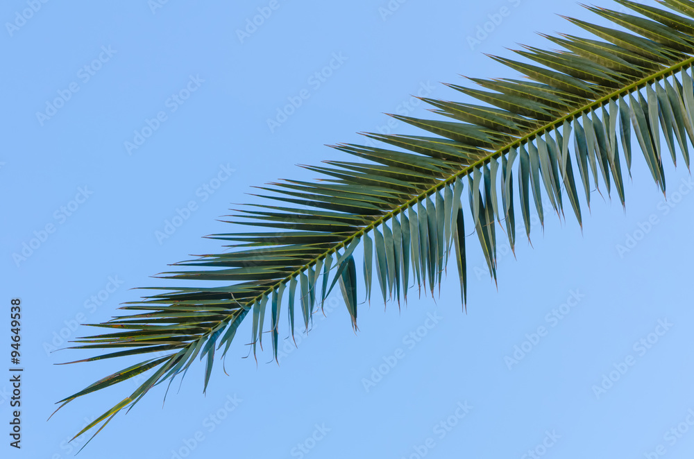 Palm Tree Leaf Single