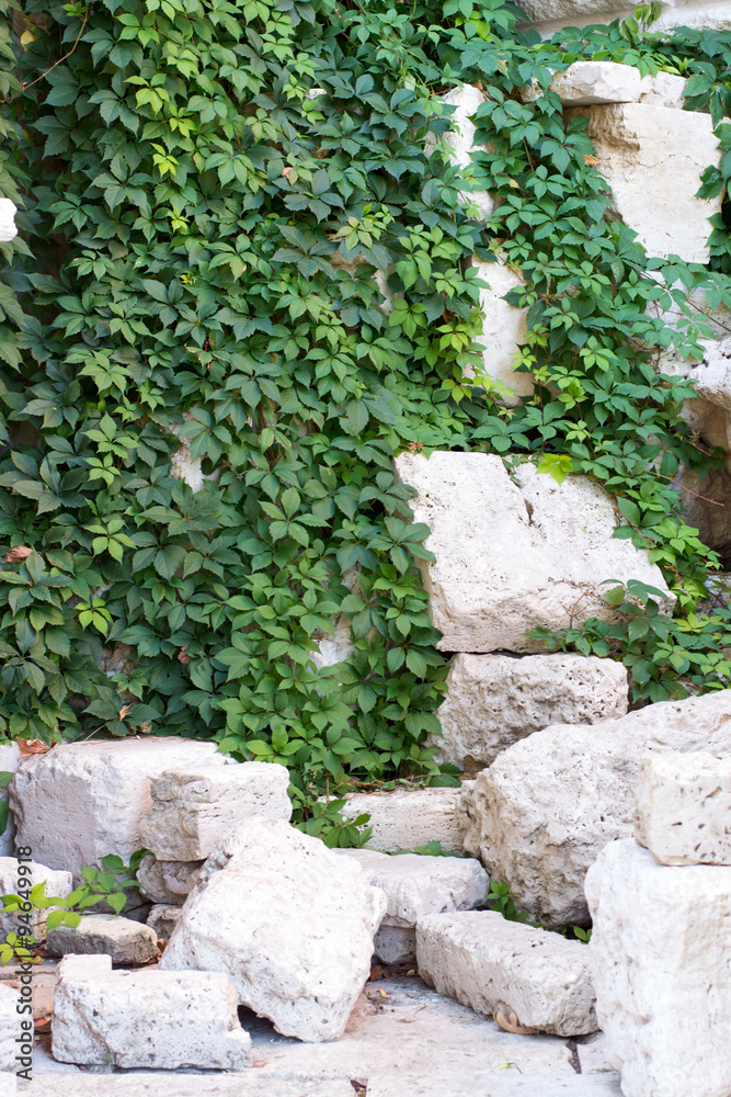 Climbing plants on the rocks Stock Photo | Adobe Stock