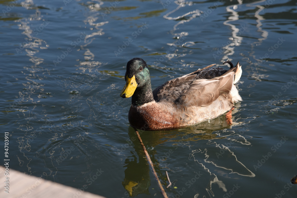 Foto de anatra papera volatile lago stagno papere anatre do Stock ...
