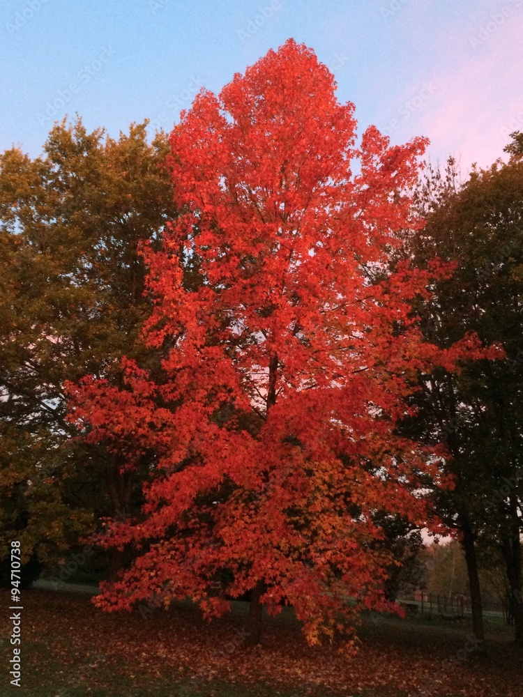 Erable rouge en automne Stock Photo | Adobe Stock