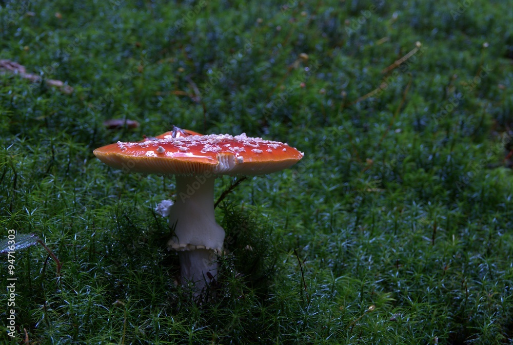 Champignons Stock Photo | Adobe Stock