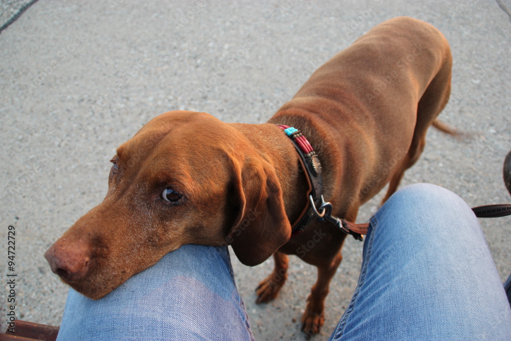 Treuer Hund Stock-Foto | Adobe Stock