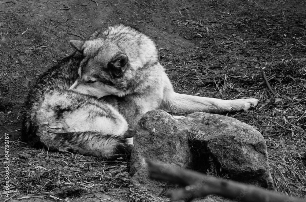 Canis Lupus / The gray wolf or grey wolf also known as the timber wolf ...