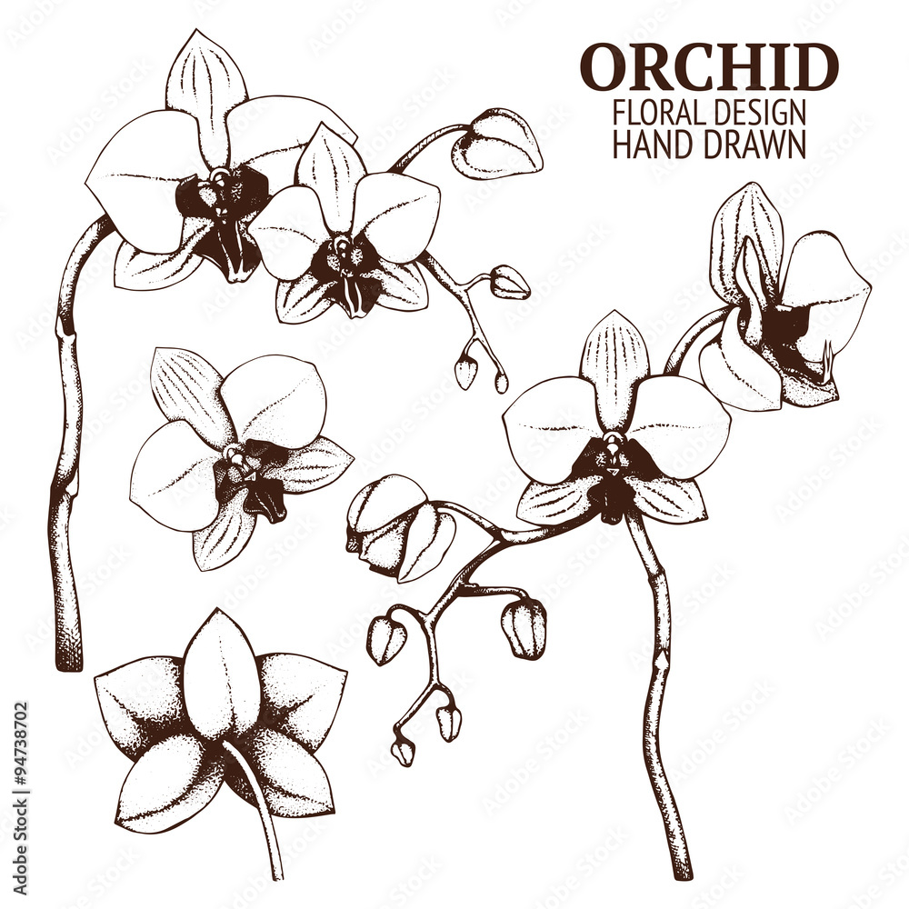 Vetor de Hand drawn orchid flowers set. Vintage orchids isolated on ... Vetor de Hand drawn orchid flowers set. Vintage orchids isolated on ...