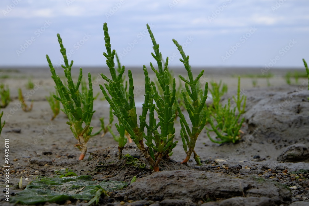 Europäischer Queller, Salicornia europaea, im Nationalpark Nied Stock ...