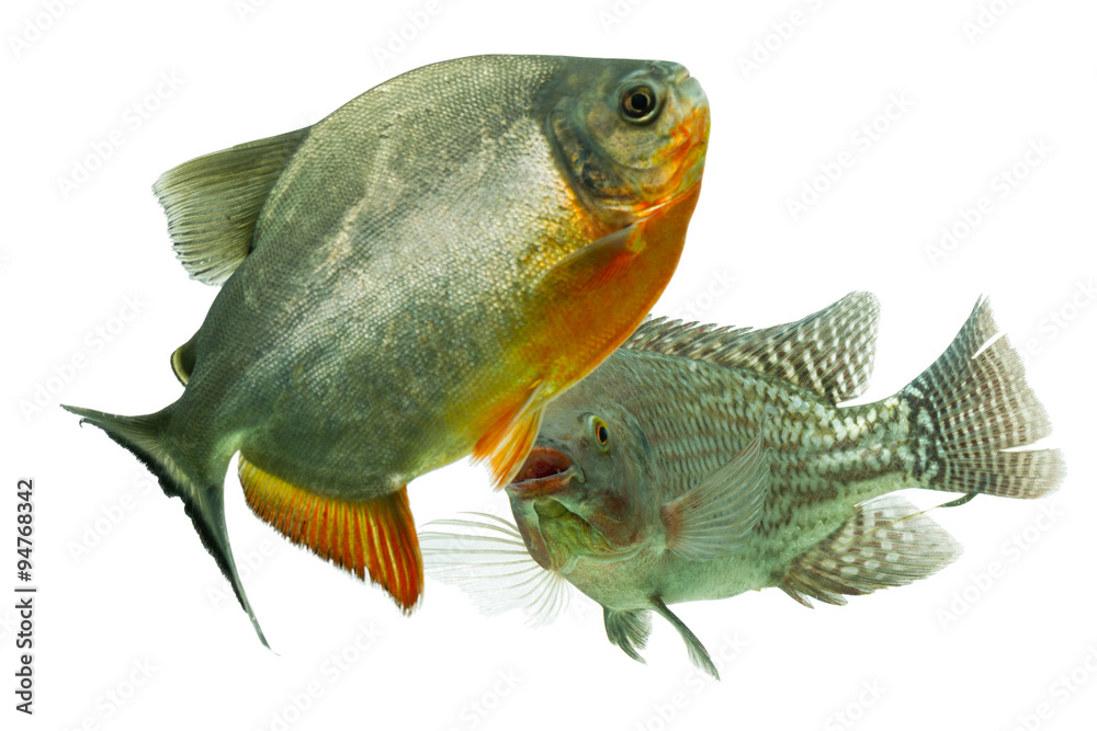 An isolated image of a colorful tilapia, pacu, and tambaqui swimming ...