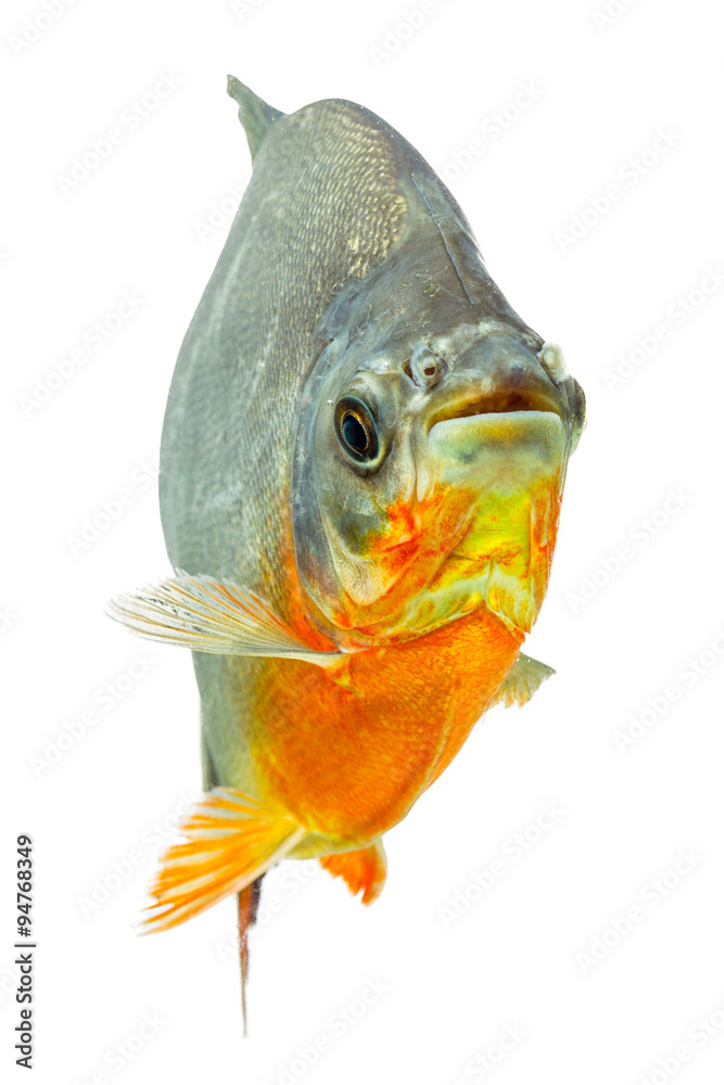 tambaqui fish isolated on white studio aquarium shot Stock Photo ...