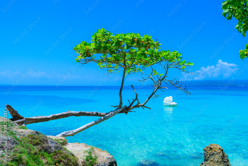 Ocean coastline with trees Stock Photo | Adobe Stock