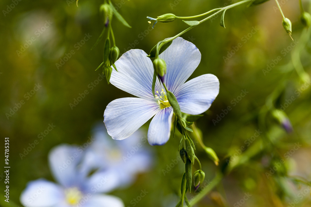 Flower of flax Stock Photo | Adobe Stock