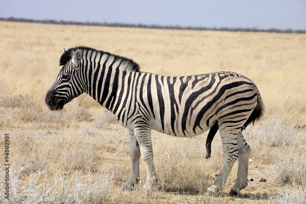 Damara zebra, Equus burchelli ,male with an erection of the penis ...