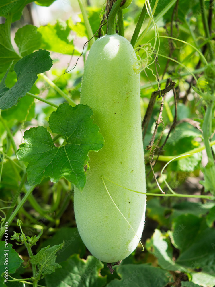 Fresh of green Winter melon on the tree.The Winter Melon, also called ...