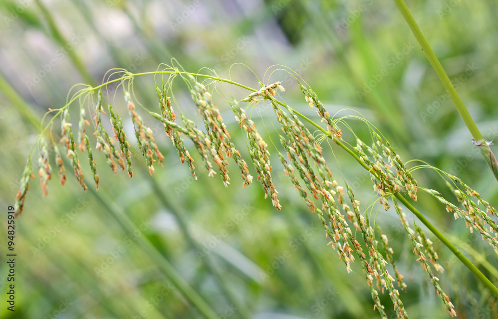 Close up of Little Millet stalk with grains Stock Photo | Adobe Stock