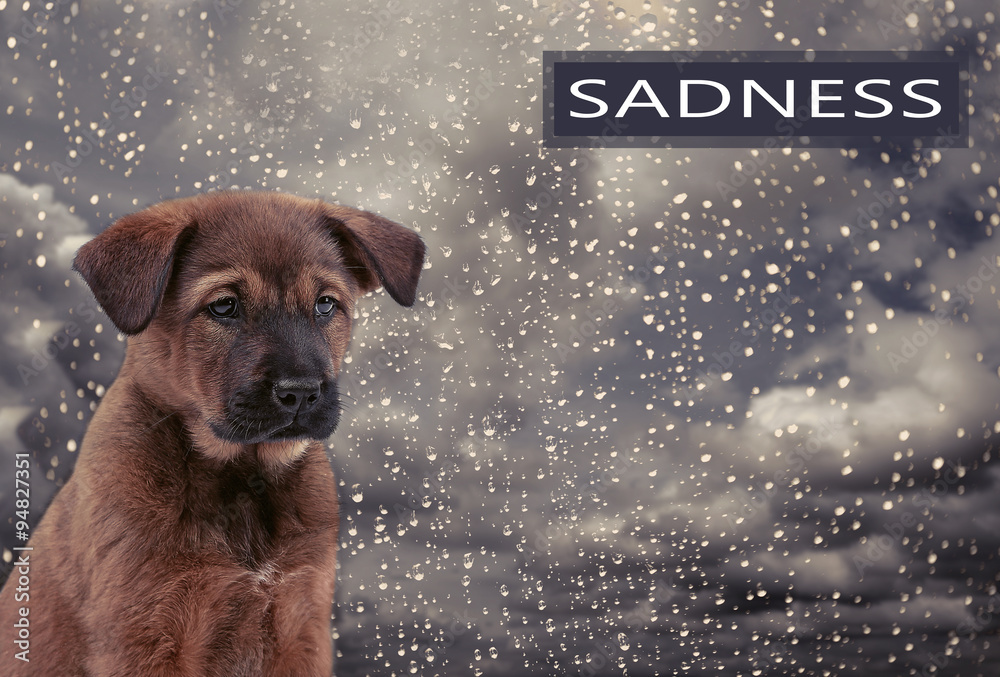 Sad dog on rain background Stock Photo | Adobe Stock