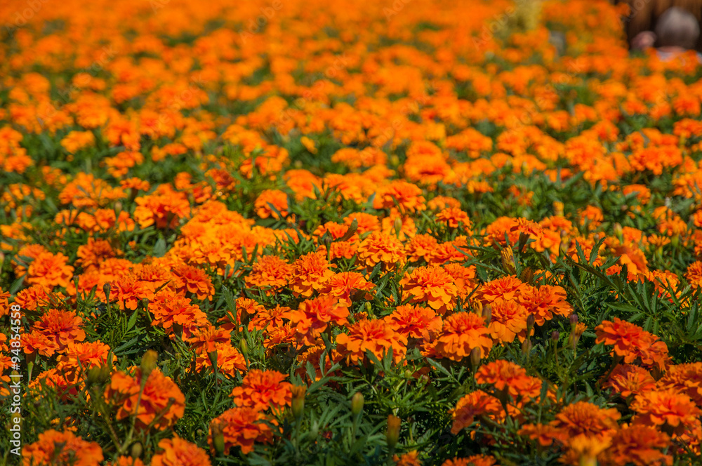 Field of orange carnations Stock Photo | Adobe Stock