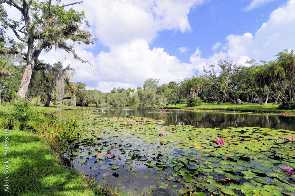 Lotus Swamp / Lotus flowers in bloom in the Florida Wetlands Stock ...