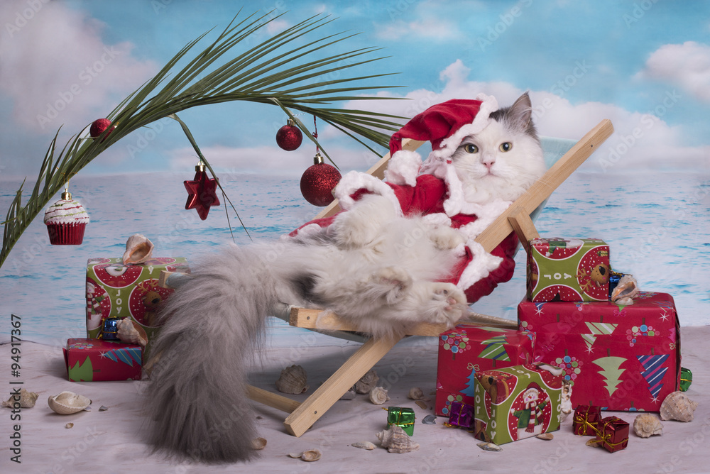 Cat in a suit of Santa Claus celebrates Christmas on the beach Stock ...