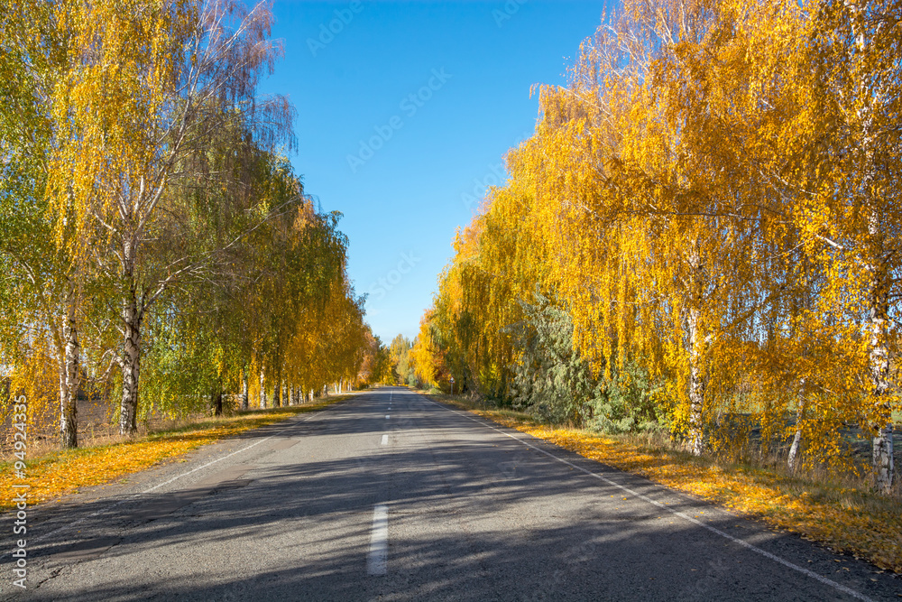 Trees near the road in the autumn Stock Photo | Adobe Stock