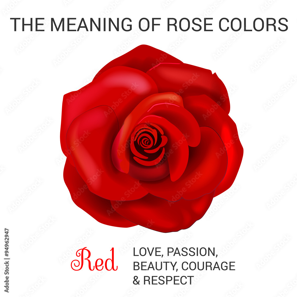 Red rose infographics Stock Vector | Adobe Stock